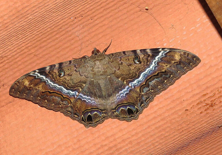 Borboleta Bruxa e seu Significado Espiritual: 9 Mensagens - Luz dos Anjos
