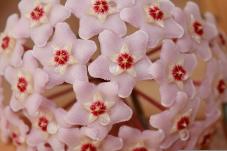 Flor de Cera e seu Significado Espiritual: 9 Mensagens - Luz dos Anjos