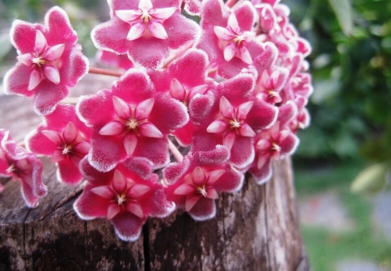 Flor de Cera e seu Significado Espiritual: 9 Mensagens - Luz dos Anjos