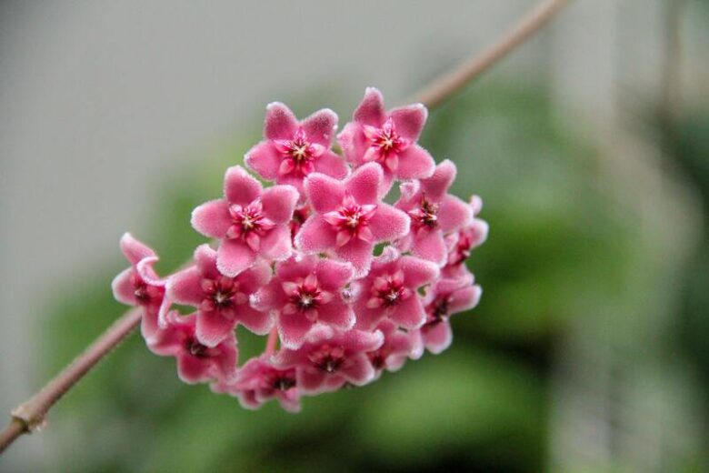 Flor de Cera e seu Significado Espiritual: 9 Mensagens - Luz dos Anjos
