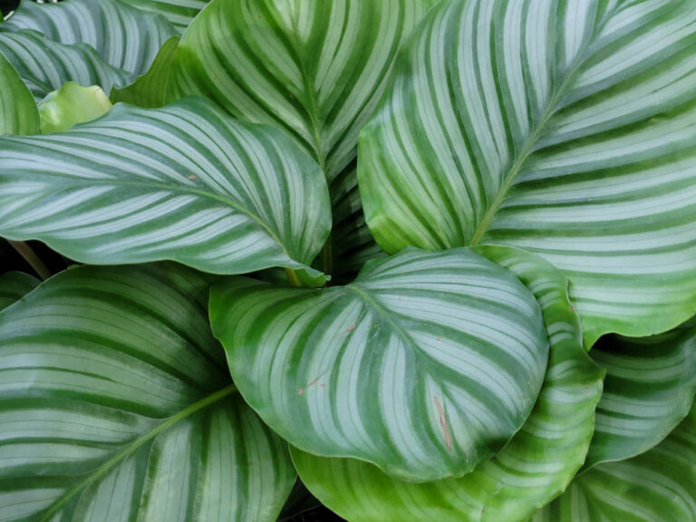 Planta Maranta Significado Espiritual: 9 Poderes Mágicos