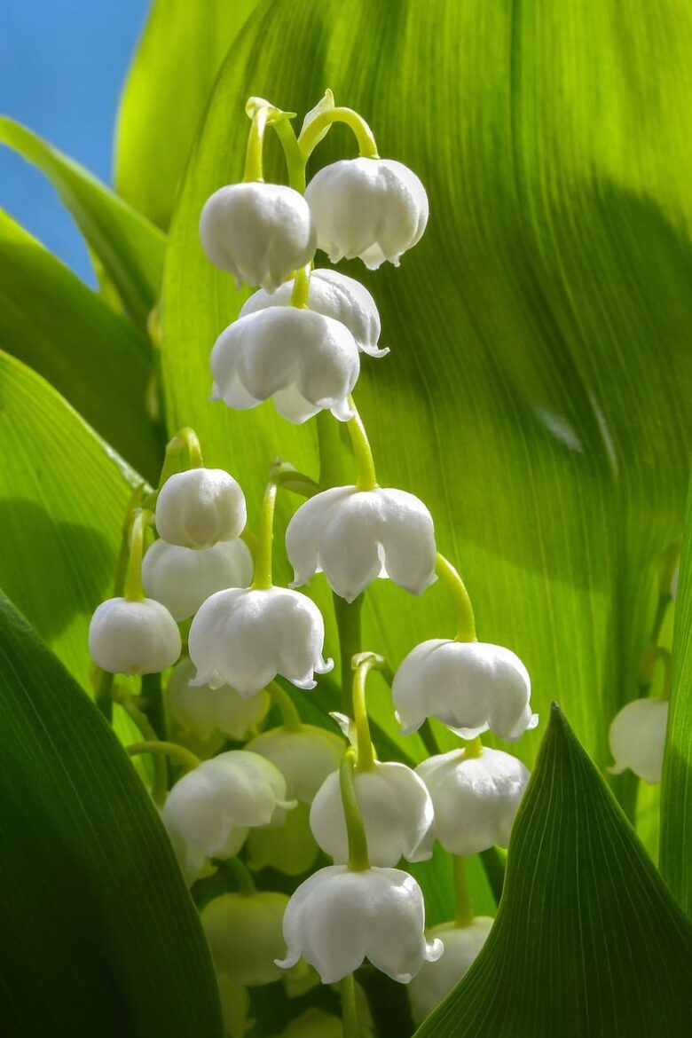 Lírio do Vale Significado Espiritual: 7 Benefícios da Planta