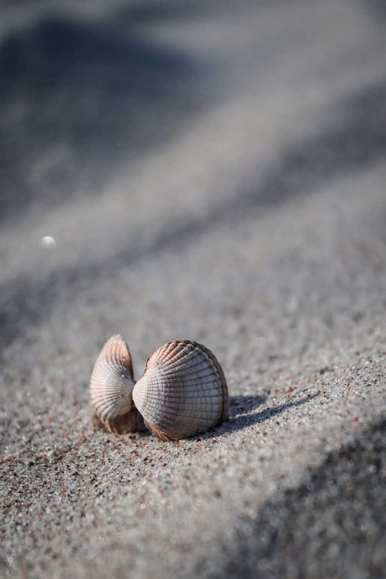 Concha Significado Espiritual: Era do Mar? Sinal!