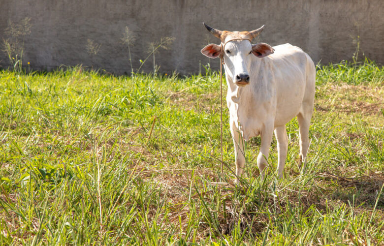 Touro Significado Espiritual: 7 Mensagens do Animal