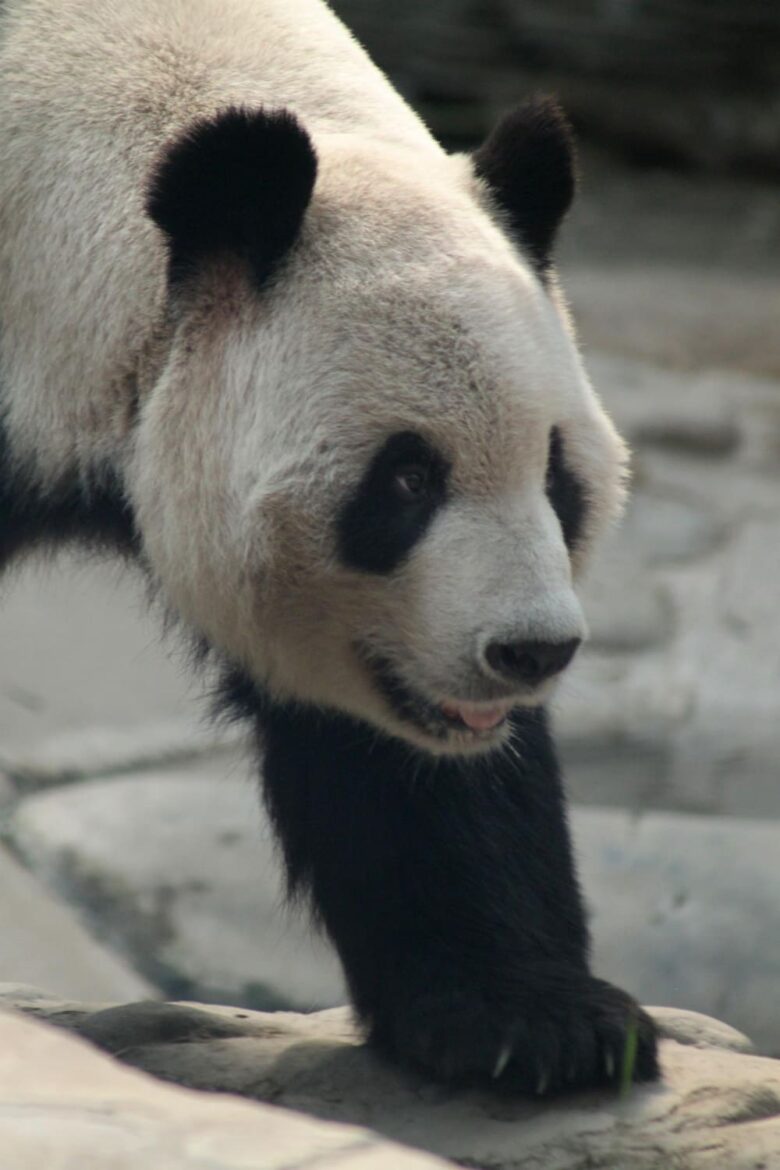 Panda Significado Espiritual: Símbolo E 7 Poderes