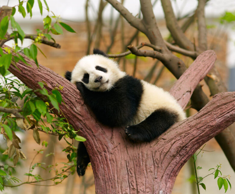Panda Significado Espiritual: Símbolo E 7 Poderes