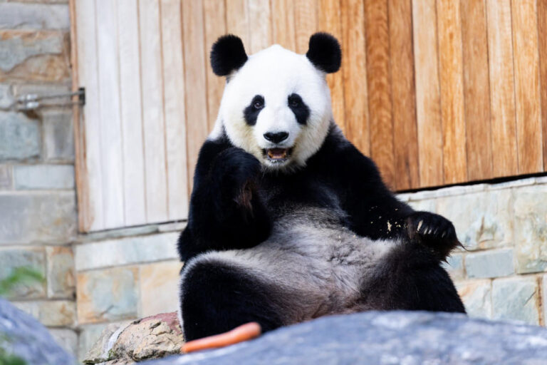 Panda Significado Espiritual: Símbolo E 7 Poderes